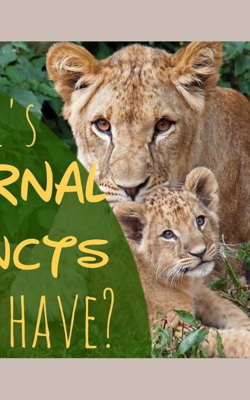 Discover Your Inner Animal Mother: Take This Quiz!