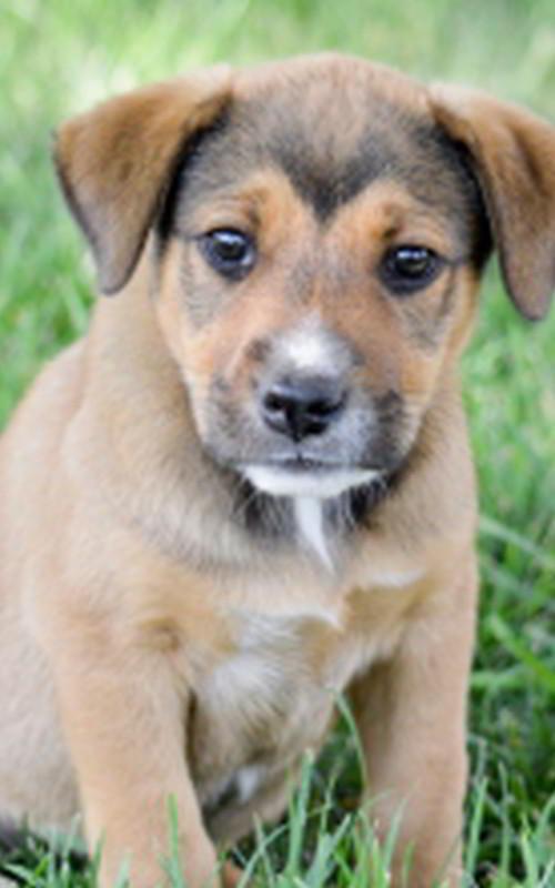 Adorable Mutts: 10 One-of-a-Kind Puppies Stealing Our Hearts