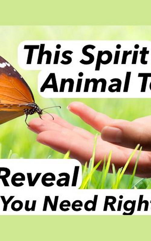 Spirit Animal Test: Discover Your Ideal Self Care Routine