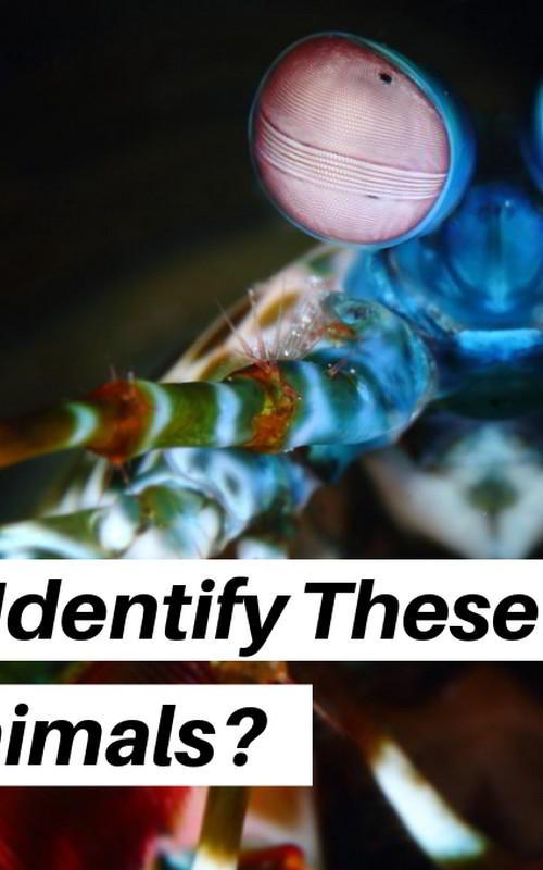 Quiz: Identify These Bizarre Creatures