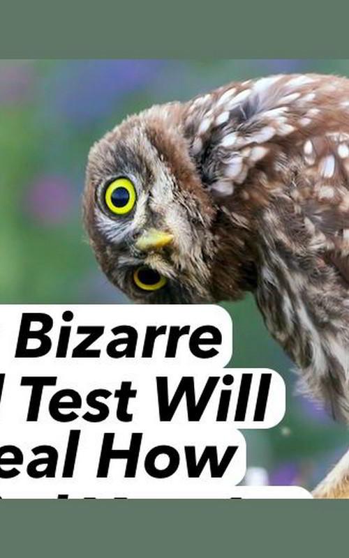 The Eccentricity Assessment: Discover Your Quirky Side with This Animal ...