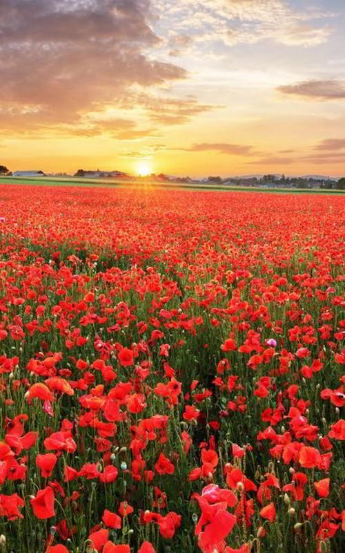 Flower Knowledge Test: How Much Do You Really Know?