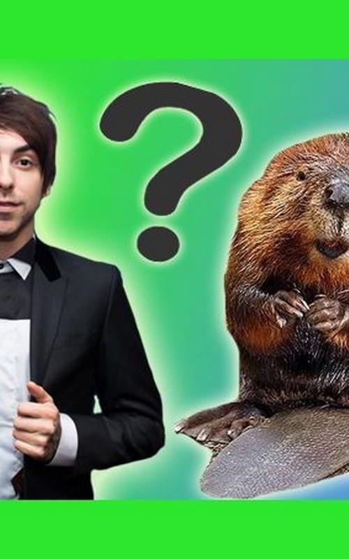 Guess the Furry Creature: Alex Gaskarth's Eyebrow or a Beaver?
