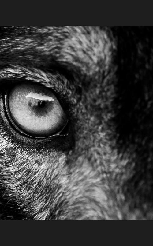 Past Life Animal Identification Quiz