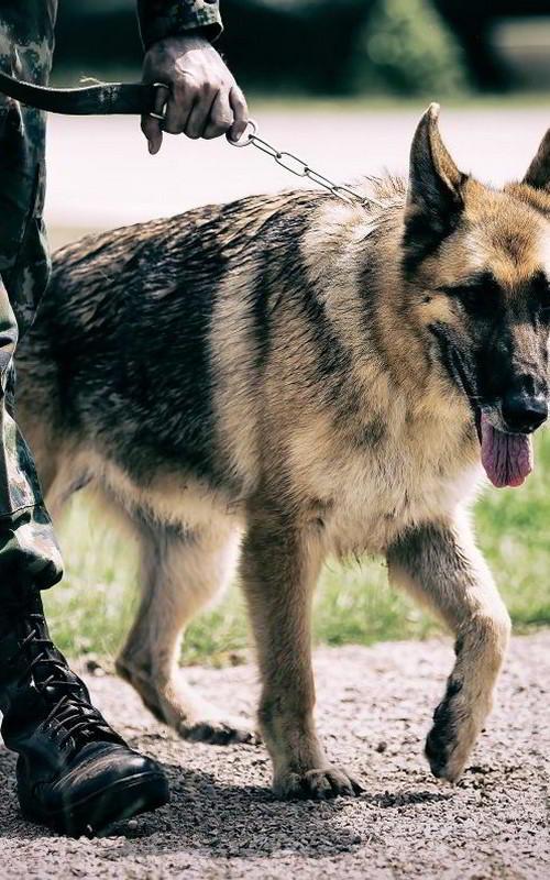 Animal Kingdom Goes to War: 20 Surreal Images of Military Might